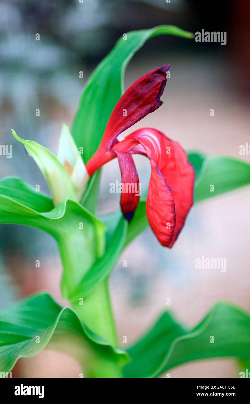 Roscoea purpurea flowers Stock Photo - Alamy