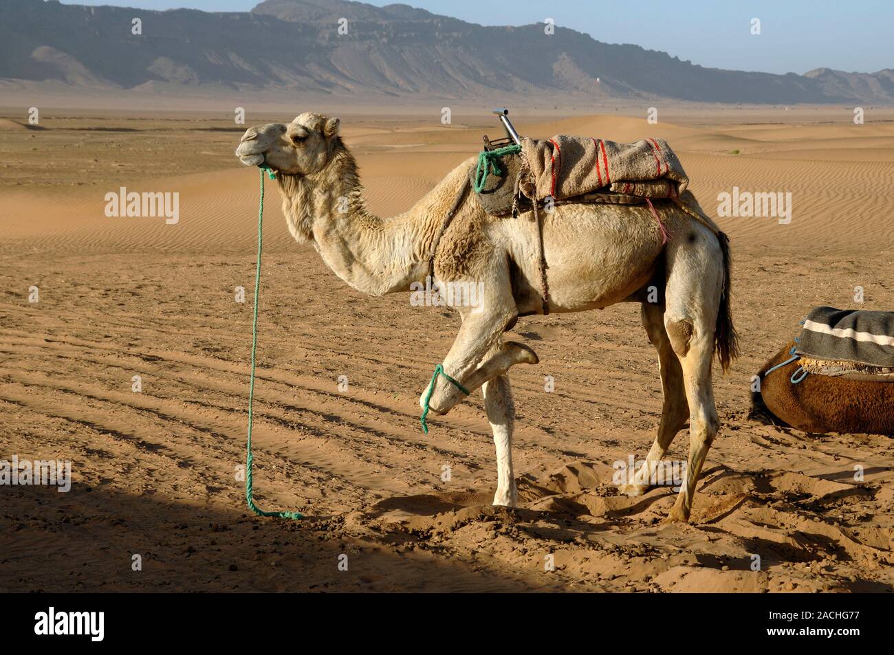 Dromedary camel (Camelus dromedarius) with a tethered leg. Photographed ...