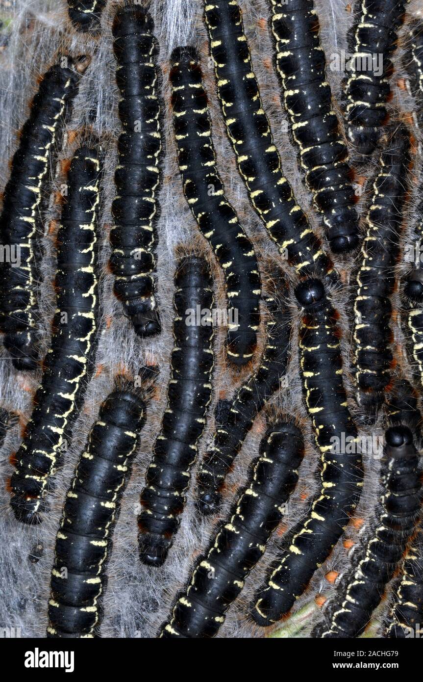 Pine processionary moth caterpillars. Larvae of the pine processionary ...