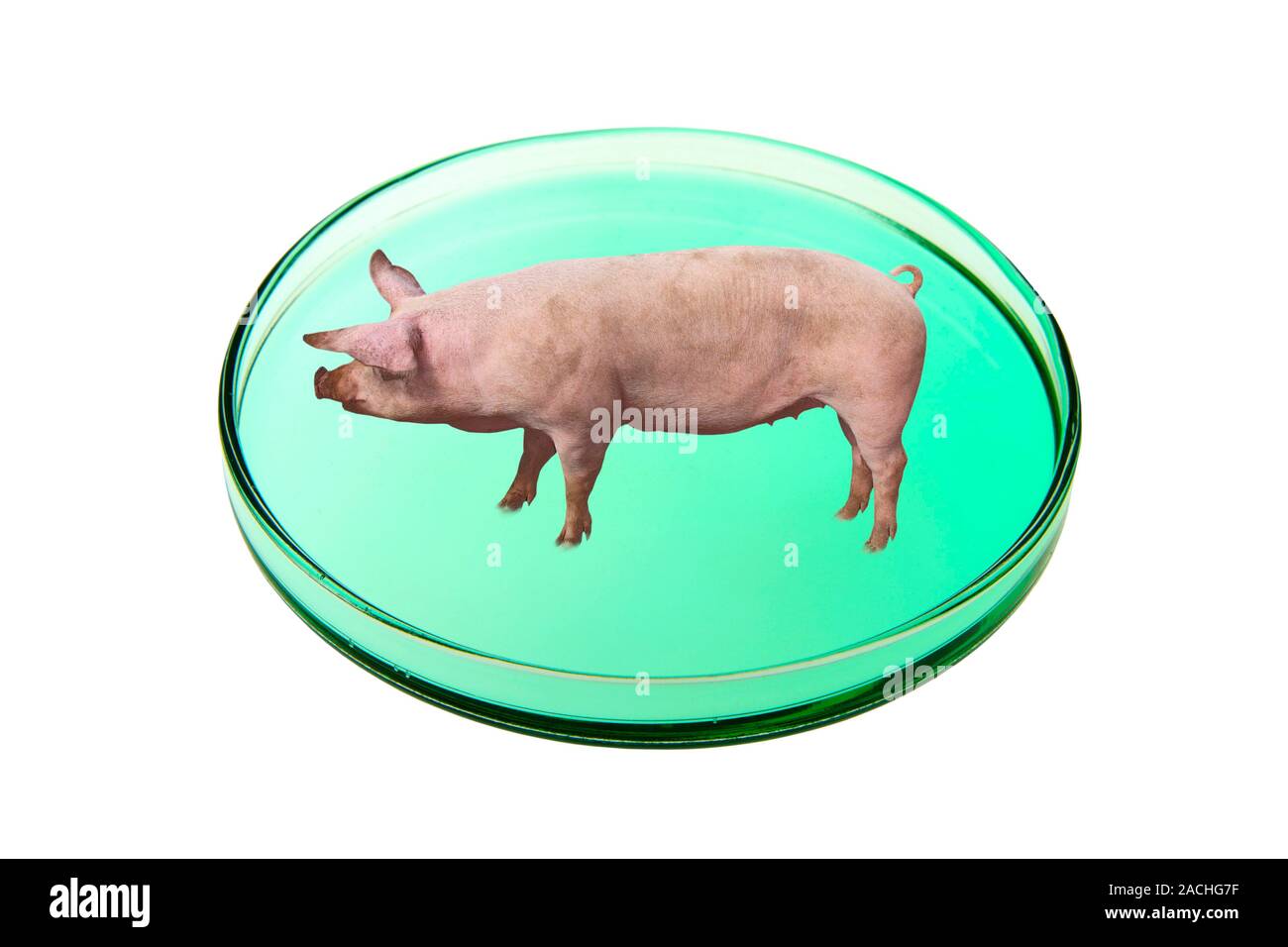 Artificial meat, conceptual computer artwork Stock Photo - Alamy