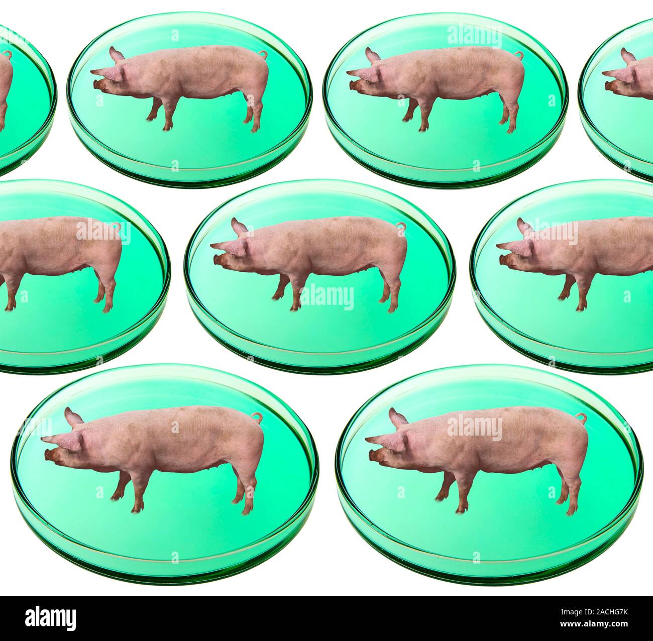 Artificial meat, conceptual computer artwork Stock Photo - Alamy