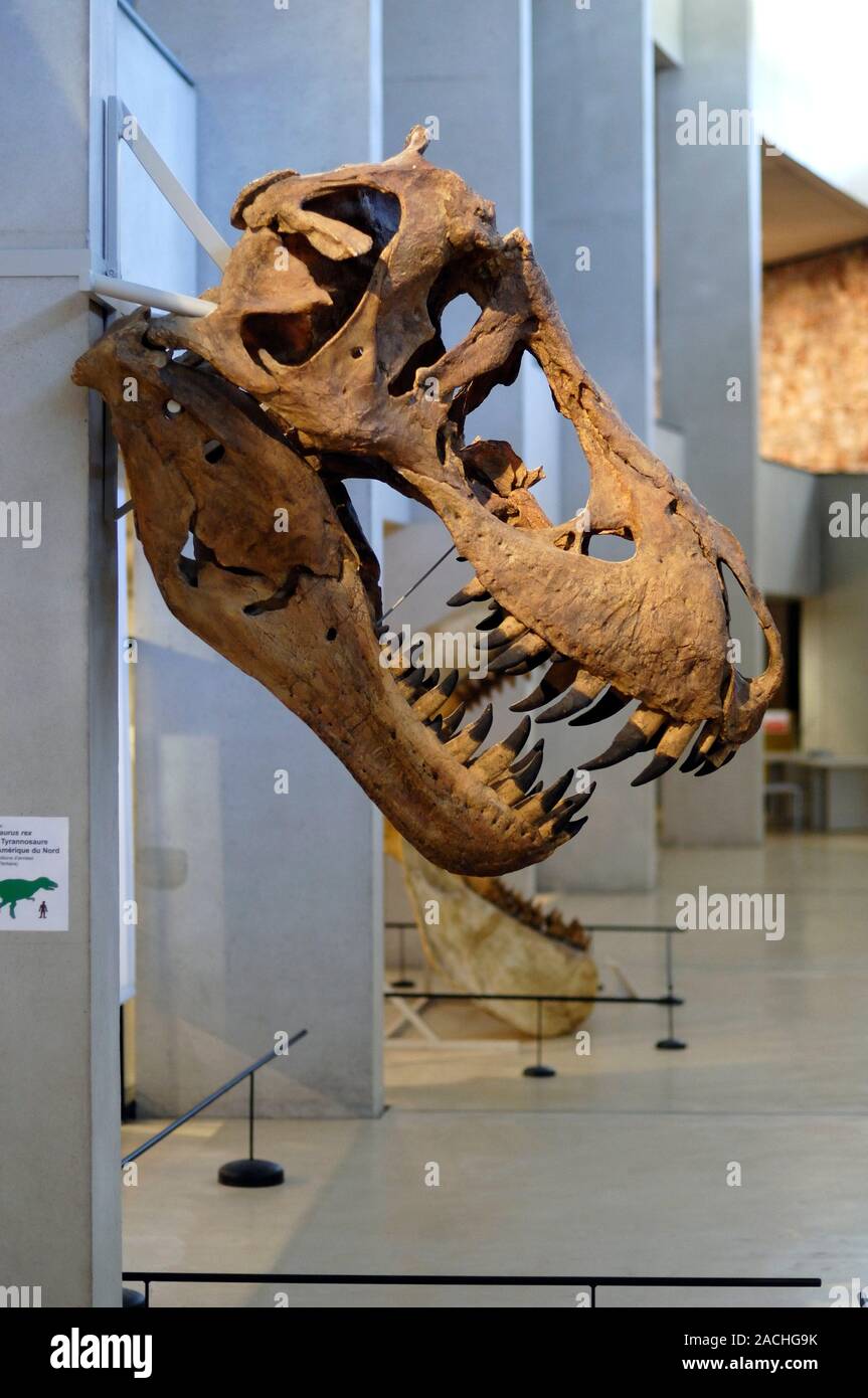Tyrannosaurus rex skull. Fossilised skull of the theropod dinosaur ...