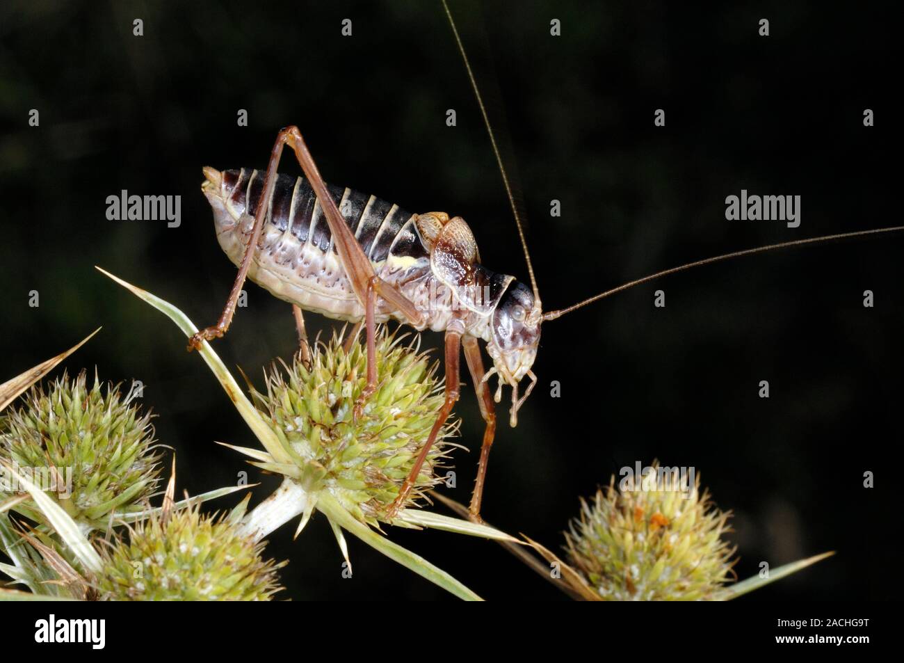 Saddle-backed bush cricket. Male saddle-backed bush cricket (Ephipigger ...