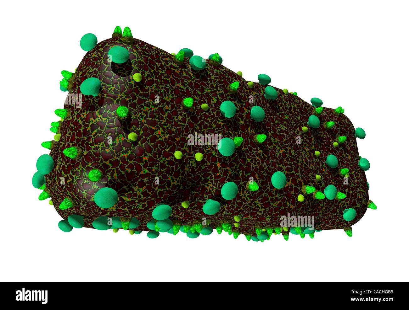 Smallpox virus particle. Artwork of the variola virus, the virus that ...