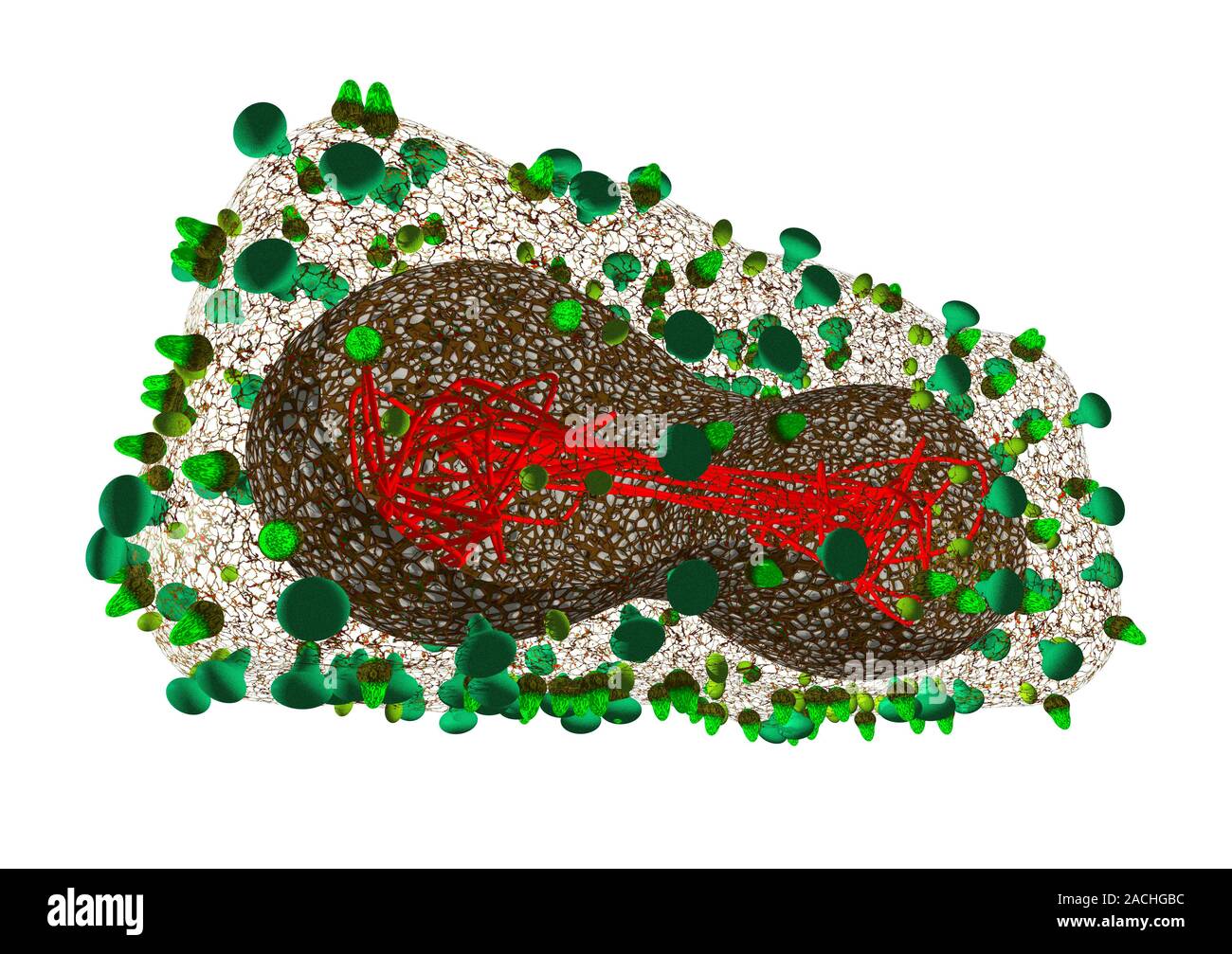 Smallpox virus particle. Artwork of the variola virus, the virus that ...