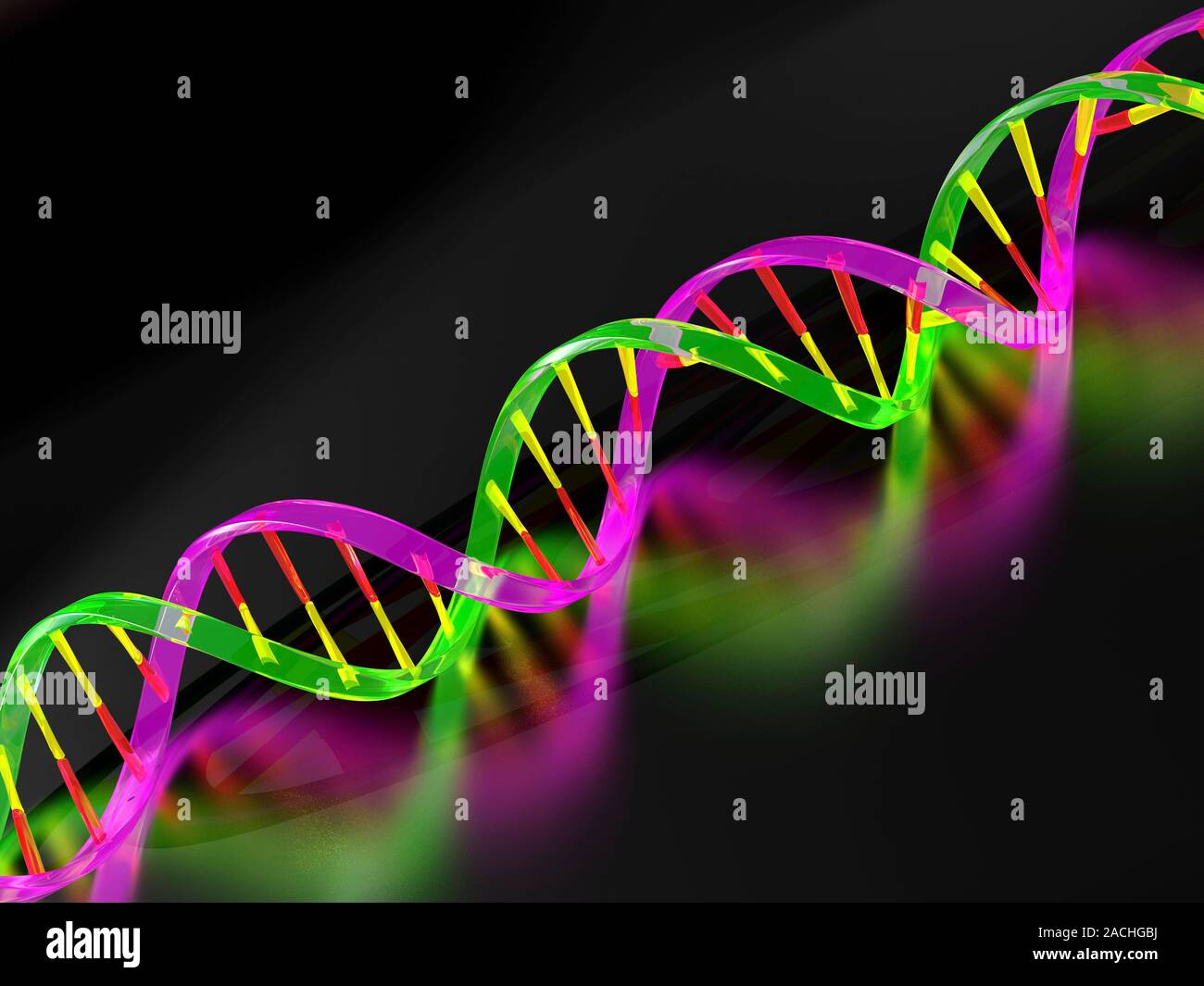 DNA molecule. Computer artwork of a double stranded DNA ...