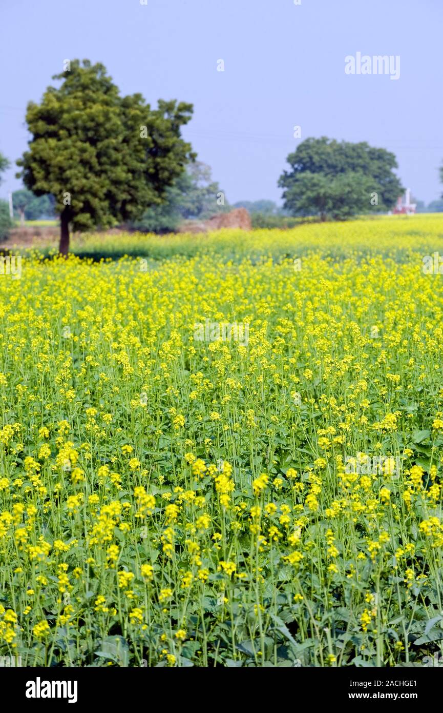 Mustard field, India. There are several species of mustard plants, with ...