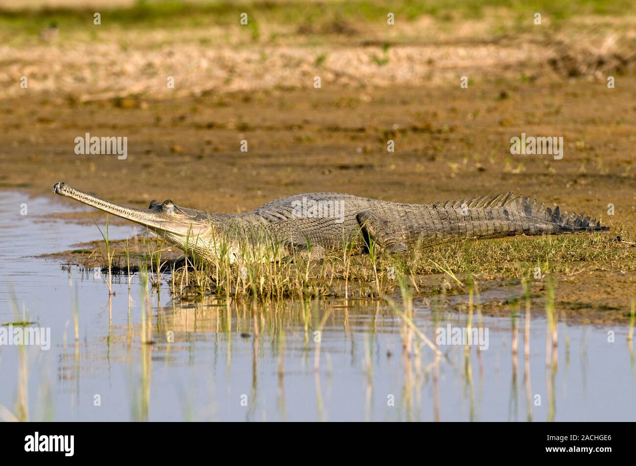 Gharial (Gavialis gangeticus) in a marshy area on the edge of a body of ...