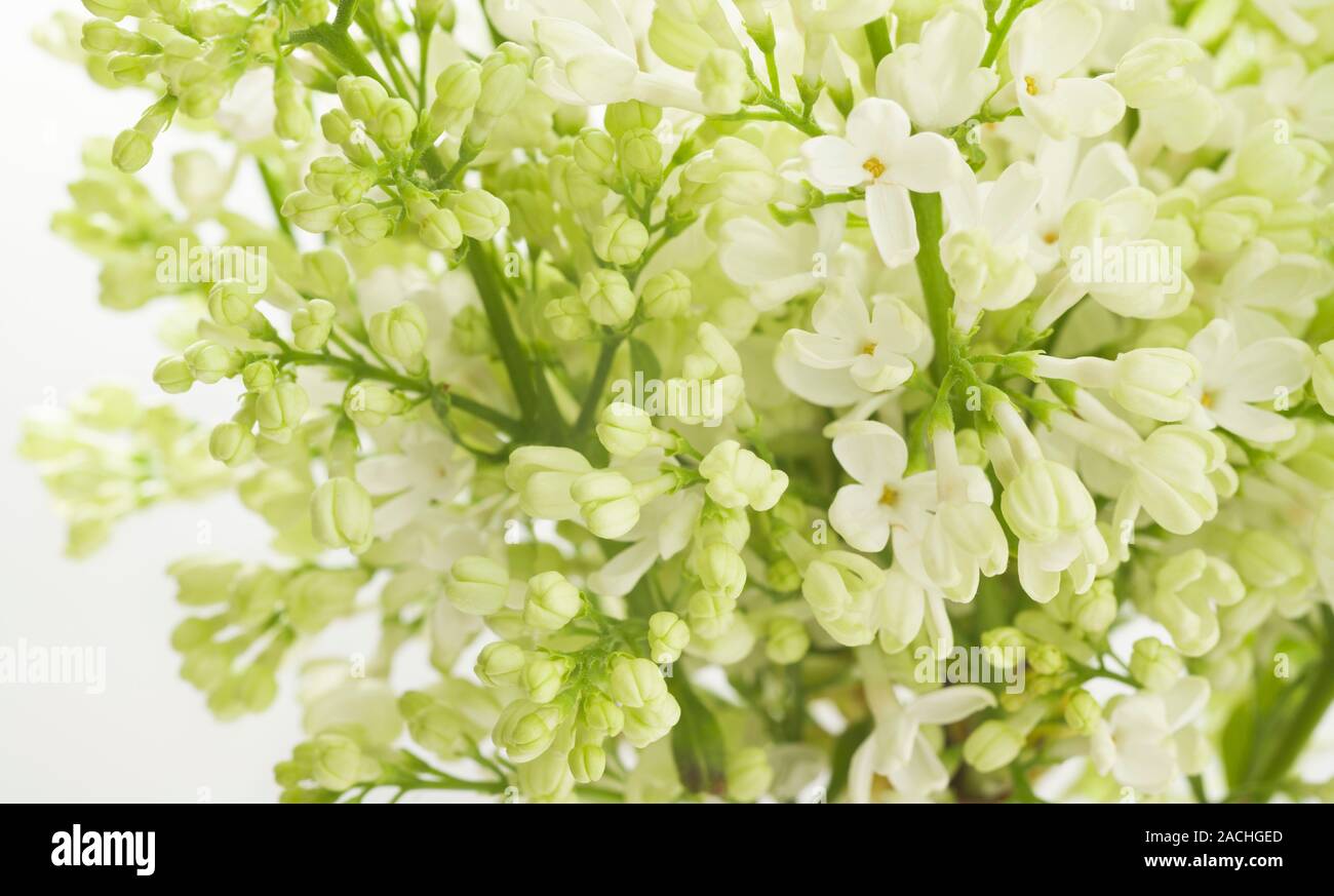 Syringa 'Madame Florent Stepman' flowers, close-up. For an X-ray image ...