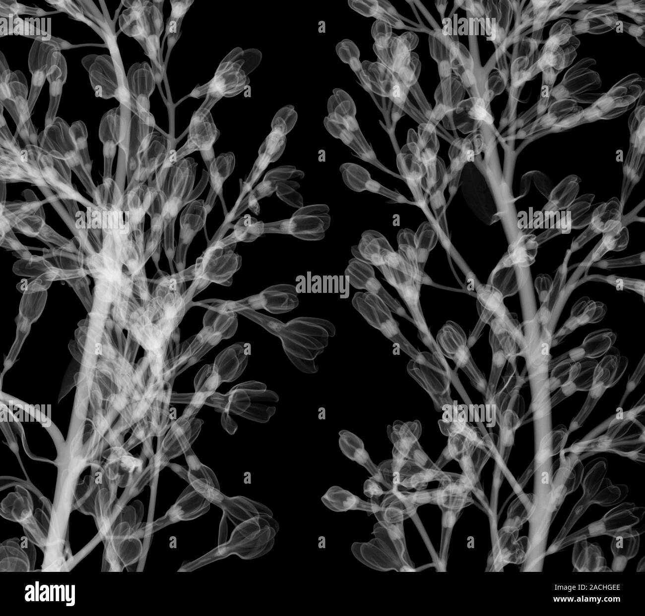 Syringa 'Madame Florent Stepman' flowers, X-ray. For a photograph of ...