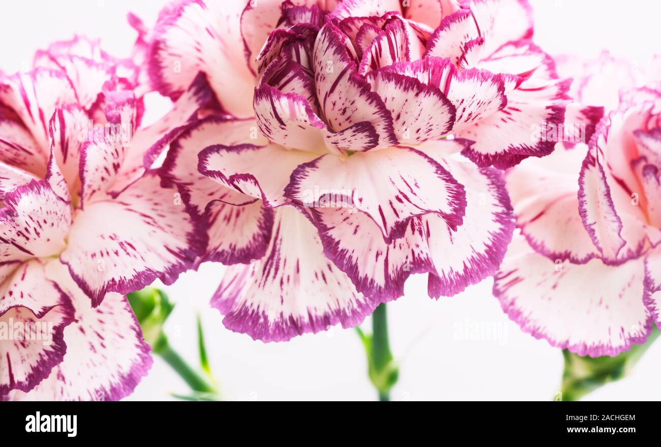 Carnation (Dianthus sp.) flowers, close-up. For an X-ray of this flower ...