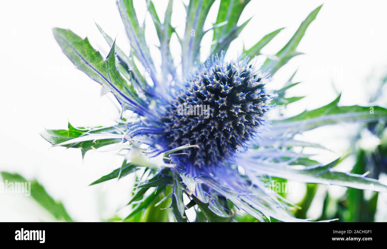 Thistle (Eryngium 'Orion') flower. For an X-ray of this flower see C007 ...