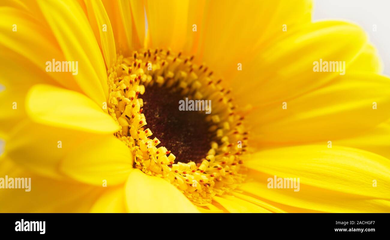 Gerbera sp. flower, close-up. For an X-ray of this flower see image ...