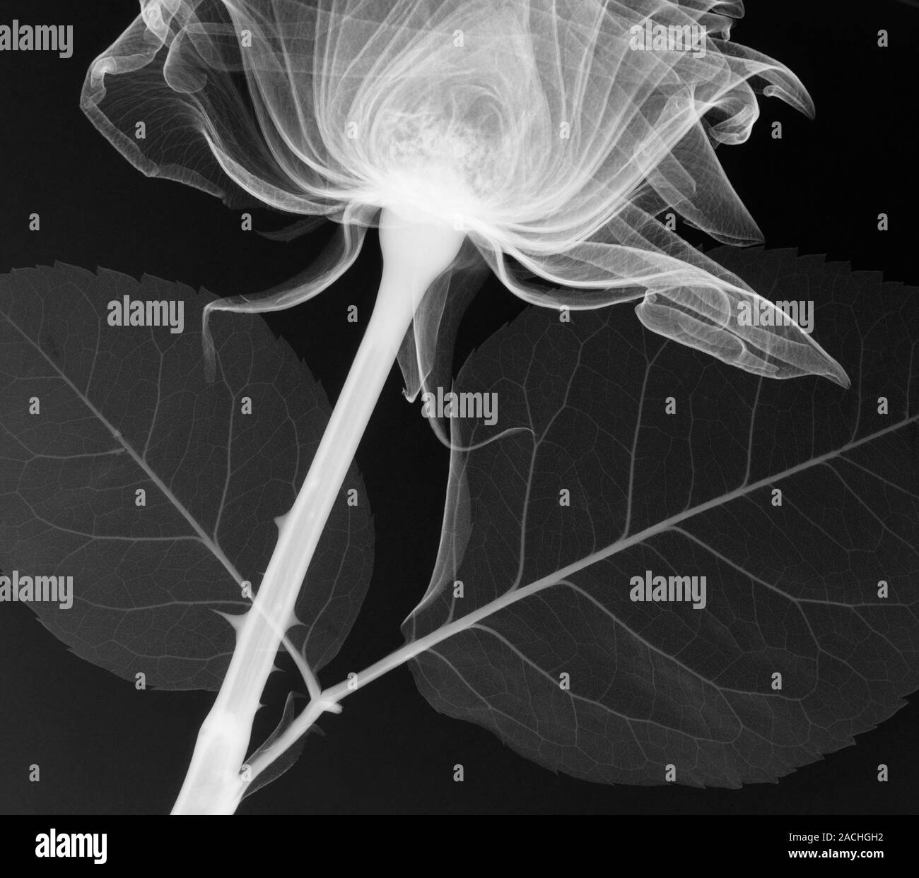 Rose (Rosa 'Grand Prix'), X-ray. For a photograph of this flower see ...