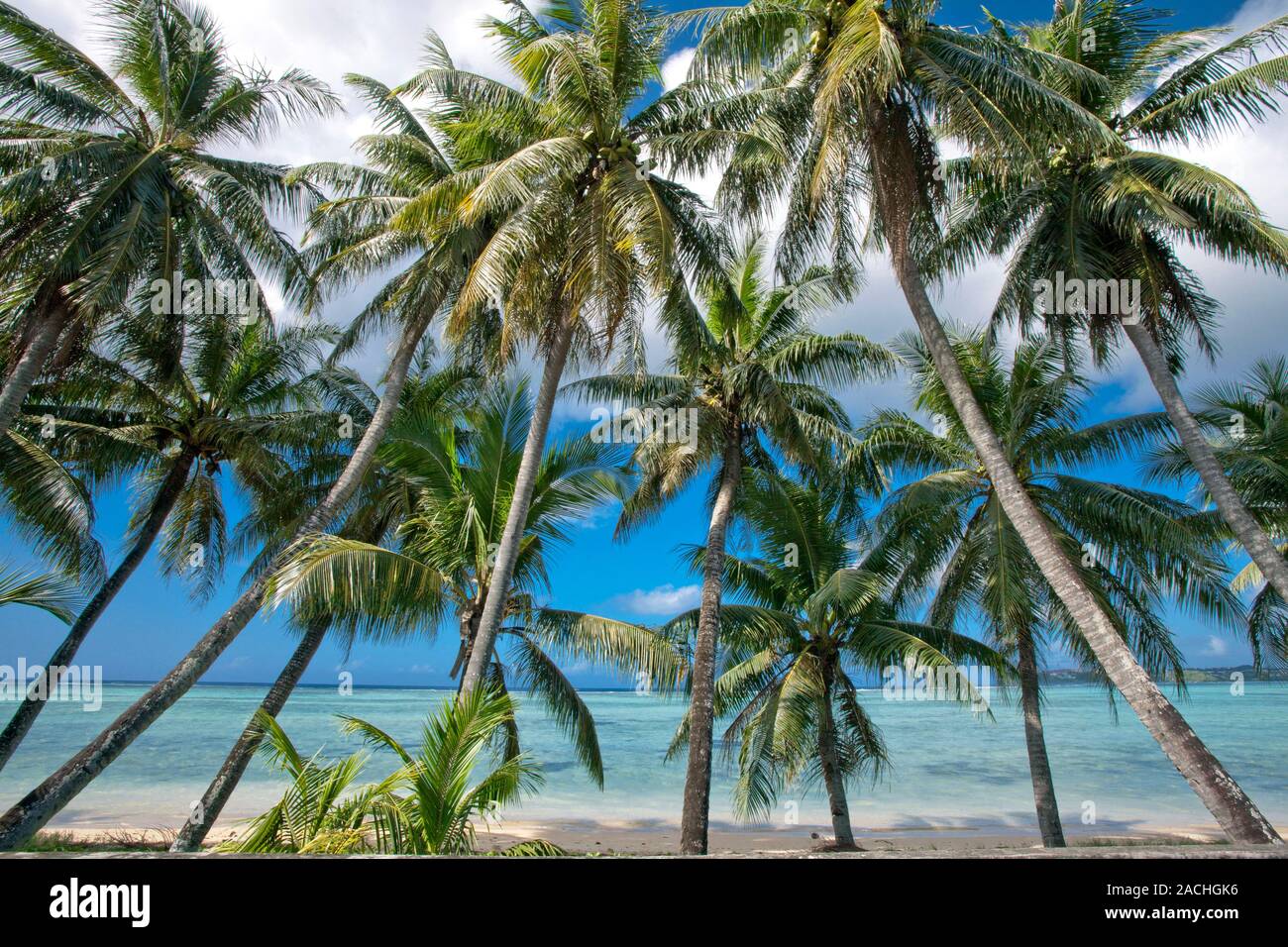 Coconut trees (Cocos nucifera) along a tropical shoreline. Coconut ...