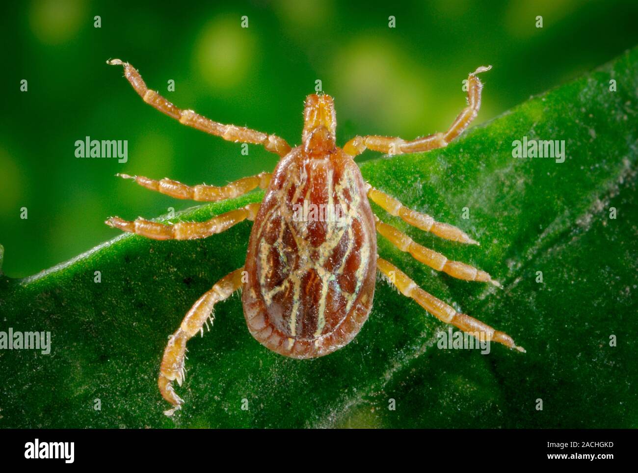 Male Gulf Coast tick (Amblyomma maculatum). This tick is the vector for ...