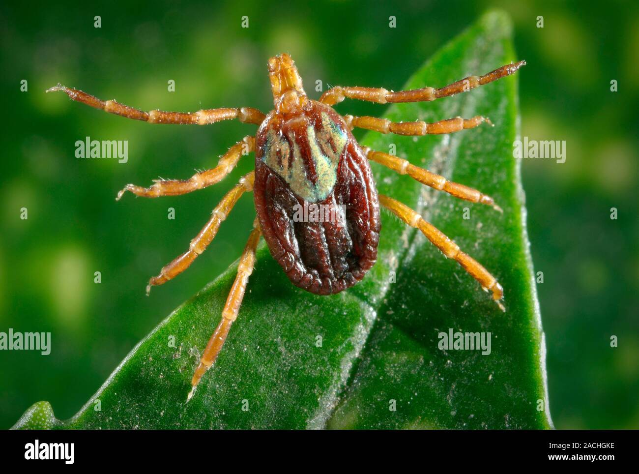 Female Gulf Coast tick (Amblyomma maculatum). This tick is the vector ...