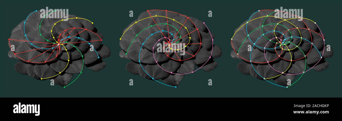 Golden angle. Artwork showing the angle between repeating spirals in a ...