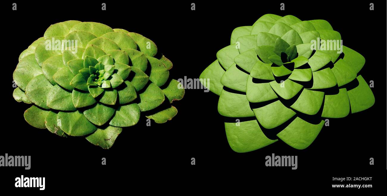 Floral growth pattern, artwork. Many plants grow leaves and flowers ...