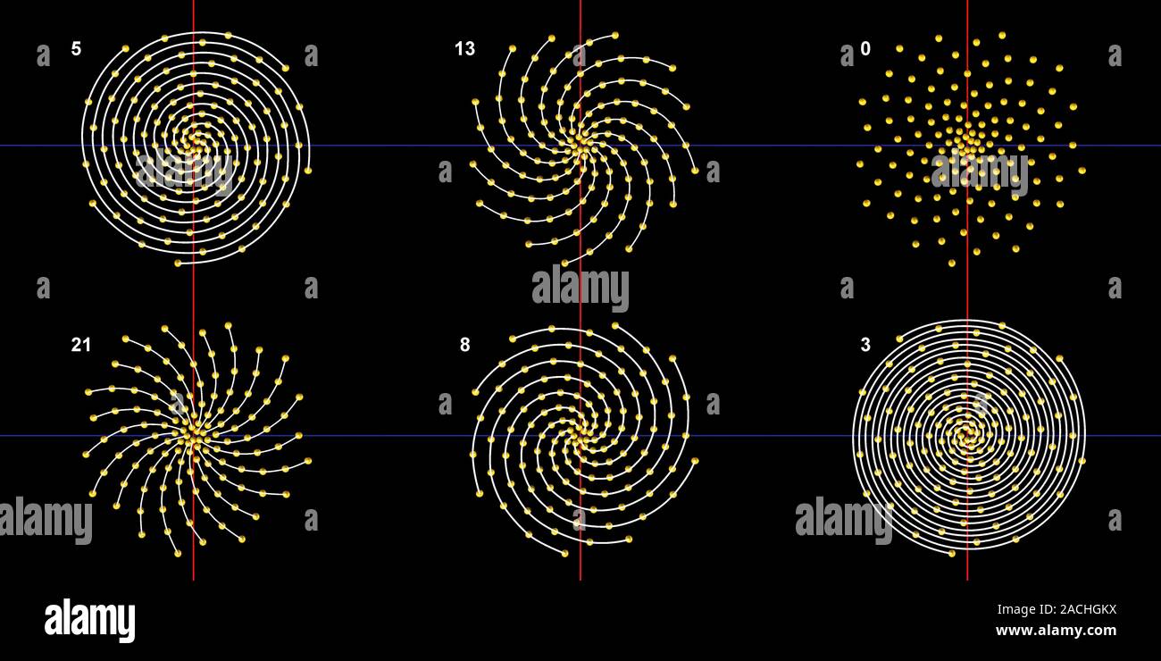 Floral spiral patterns. Artwork showing the mathematical relationship ...