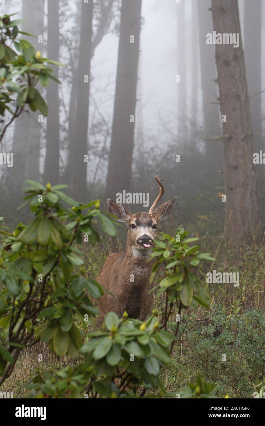 A buck with one antler, in a wooded area in Eugene, Oregon, USA Stock ...