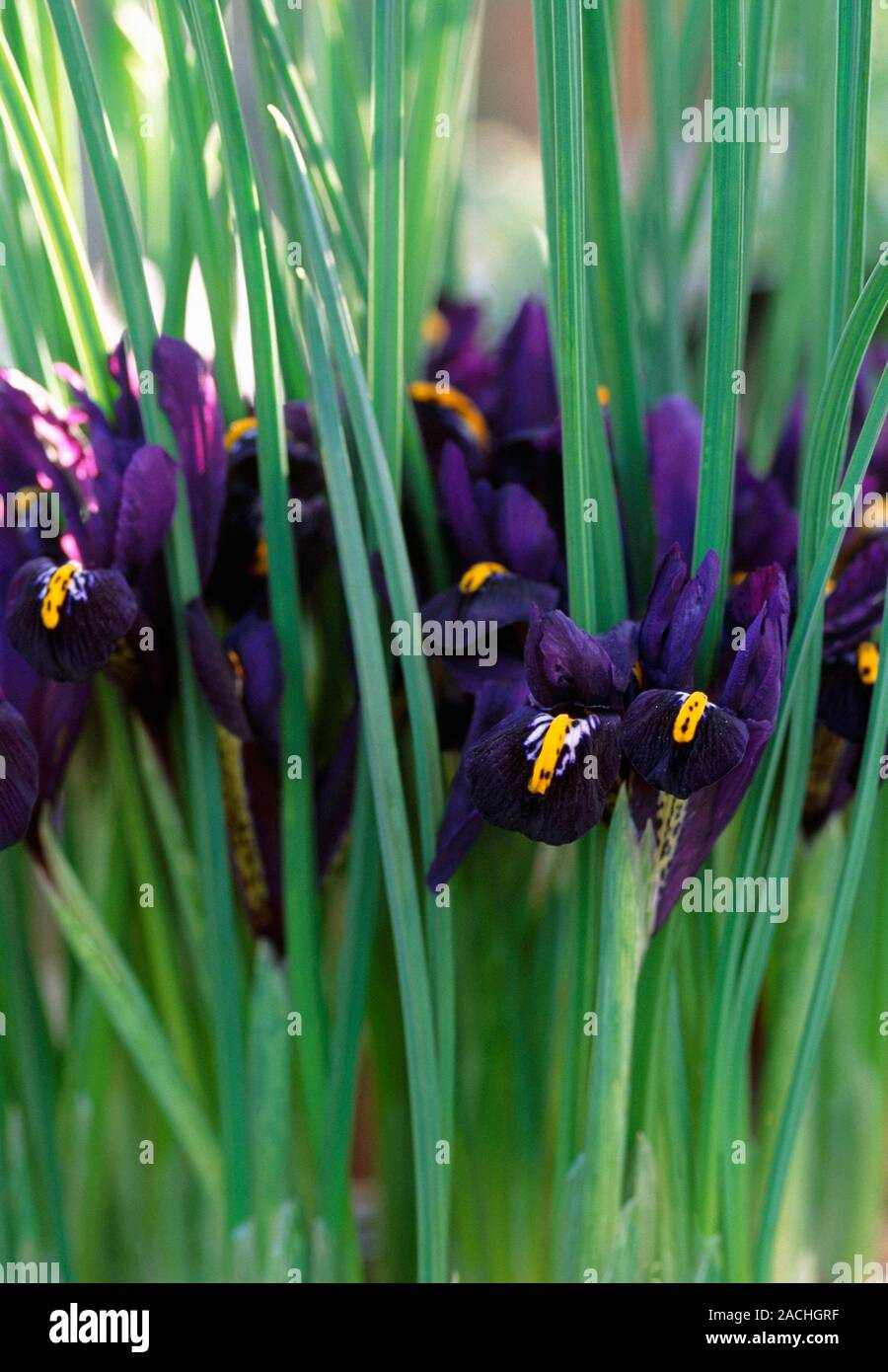 Iris reticulata 'Hercules' flowers. Photographed in February Stock ...