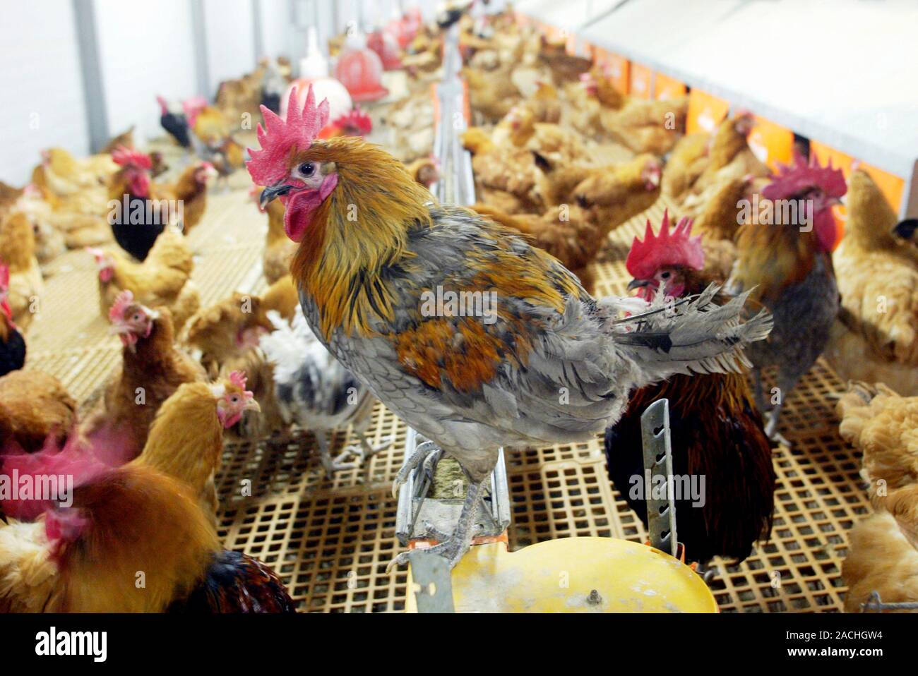 CoqArd chickens. CoqArd cockerels and hens on a chicken farm. The ...