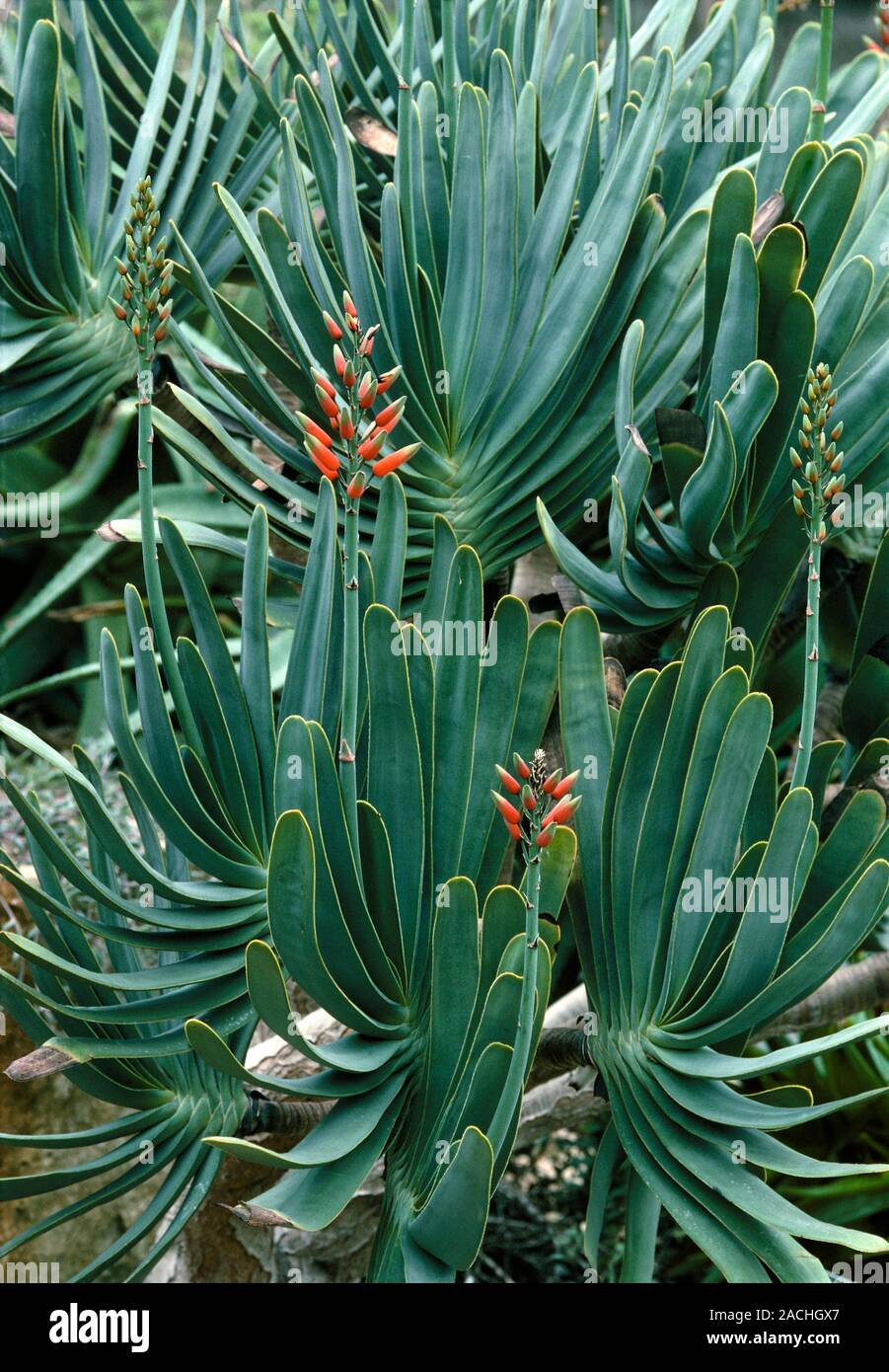 Fan aloe (Aloe plicatilis) with flower buds. Photographed in a ...