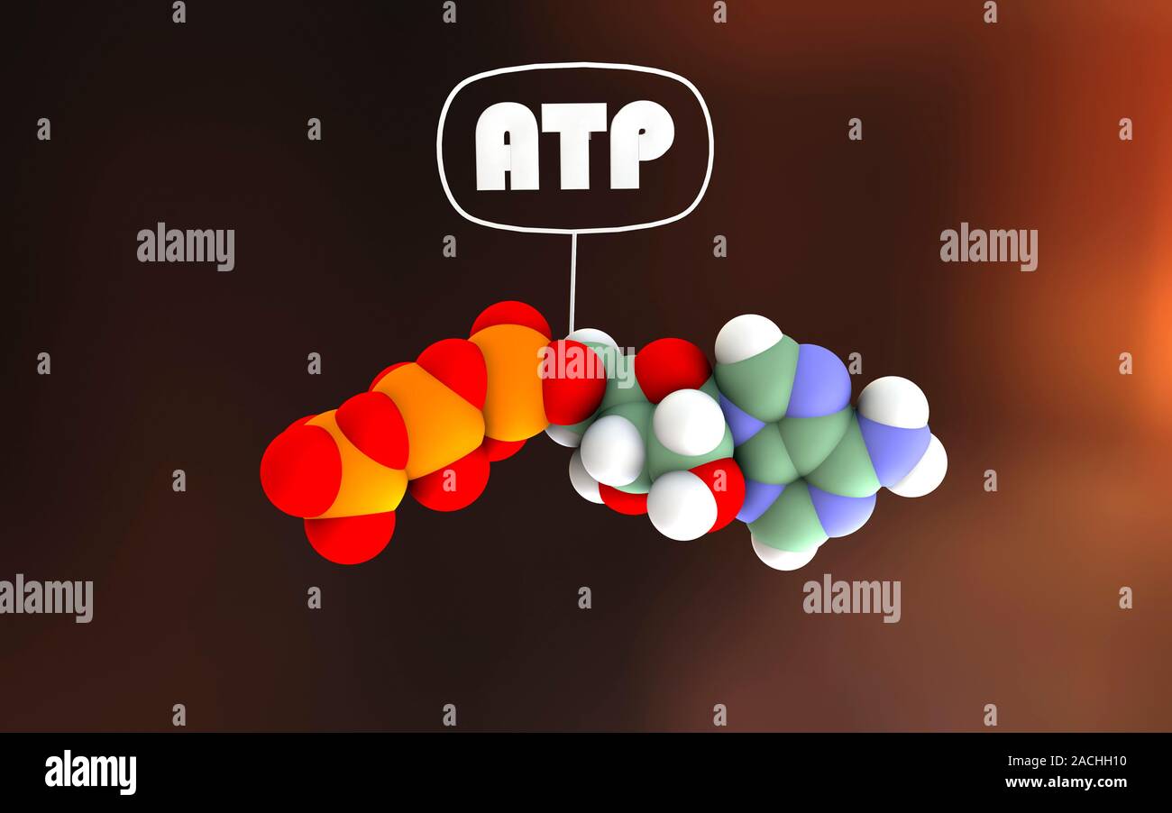 Adenosine triphosphate molecule. Computer artwork of a molecule of ...