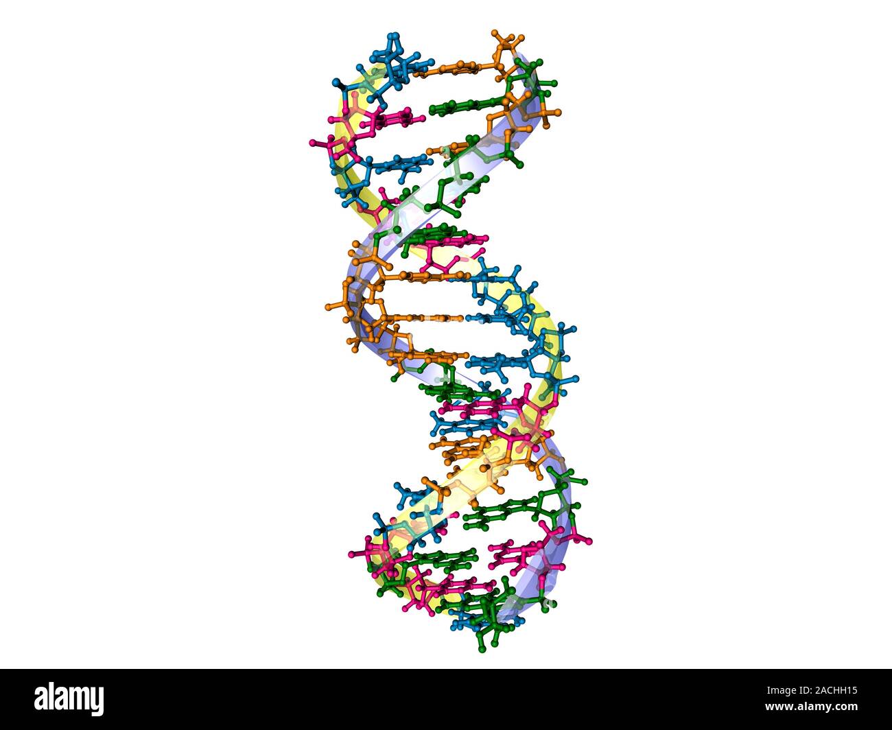 DNA molecule. Computer artwork of a molecule of DNA (deoxyribonucleic ...