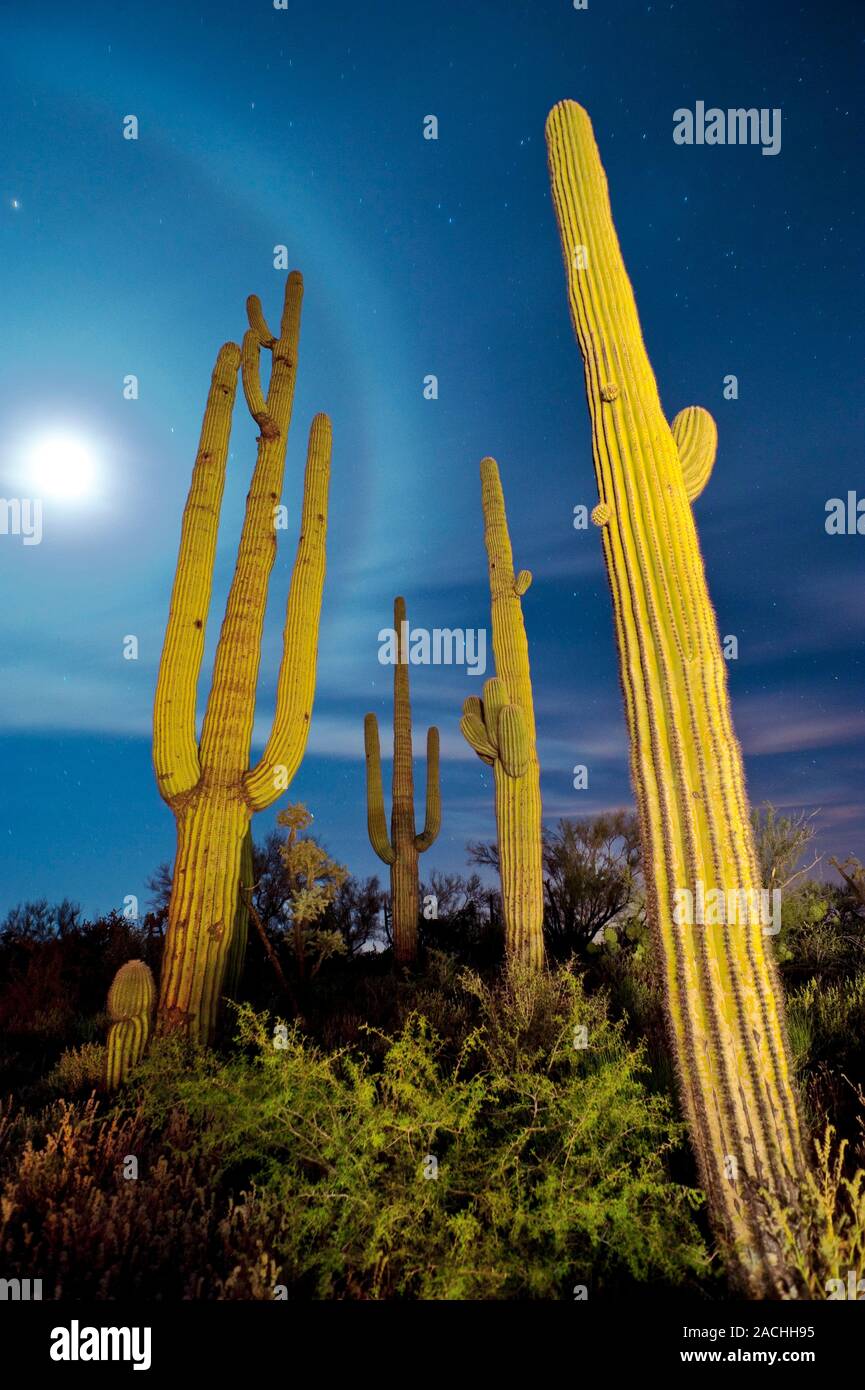 Lunar Halo over a desert with saguaro cacti (Carnegiea gigantea). A ...