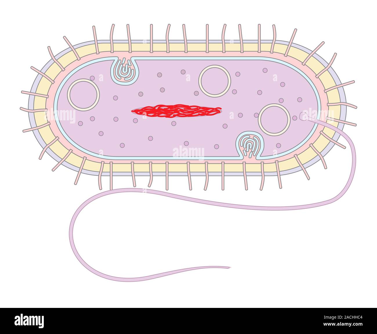 Rod Shaped Bacteria Diagram Rod Shaped Bacteria: An Overview Of Common