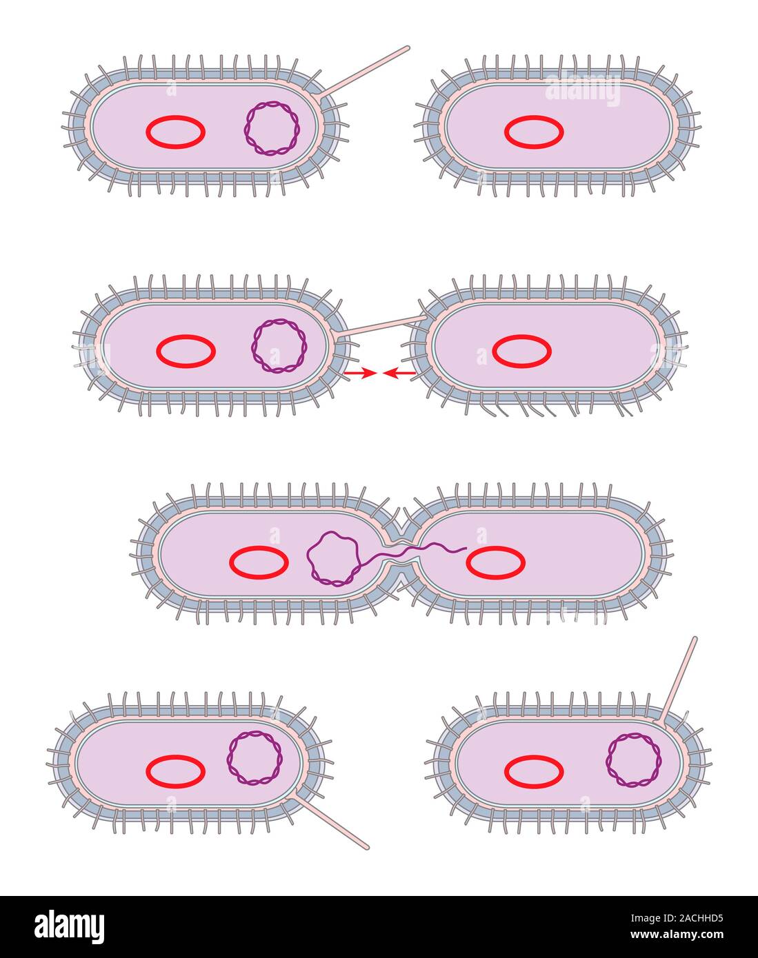 Bacterial conjugation. Computer artwork showing genetic material being ...