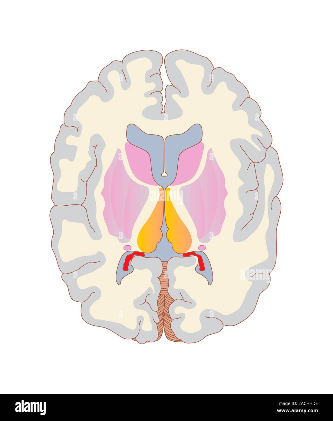 Brain structures. Computer artwork of a transverse section through a ...