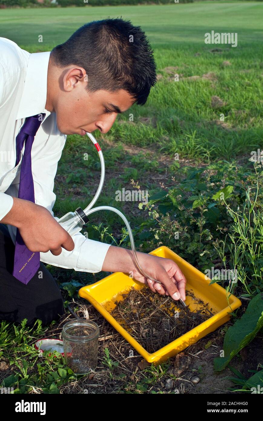 Student collecting insects. Secondary school student using a mouth ...