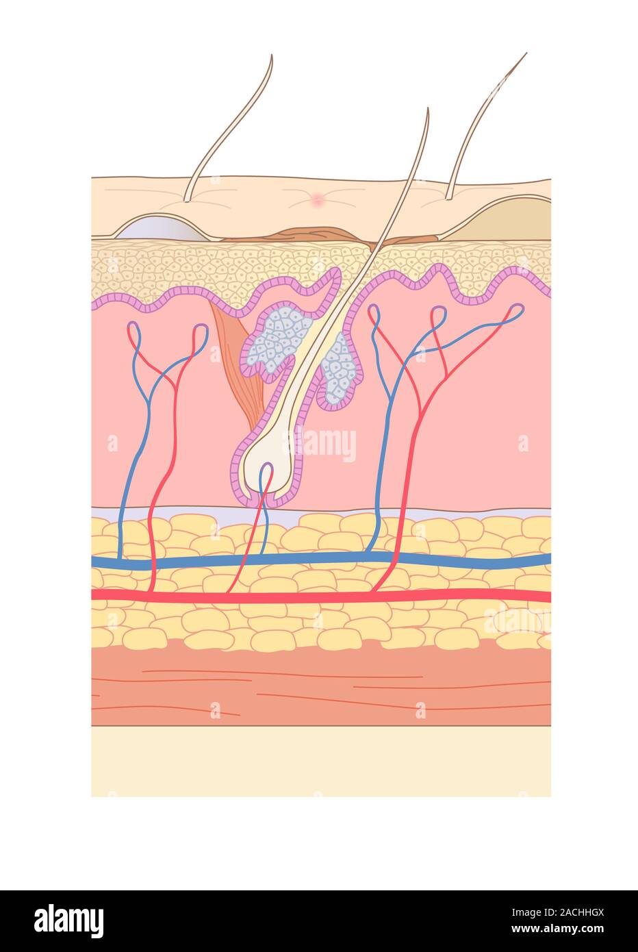 Skin disorders. Computer artwork showing the structure of the skin ...