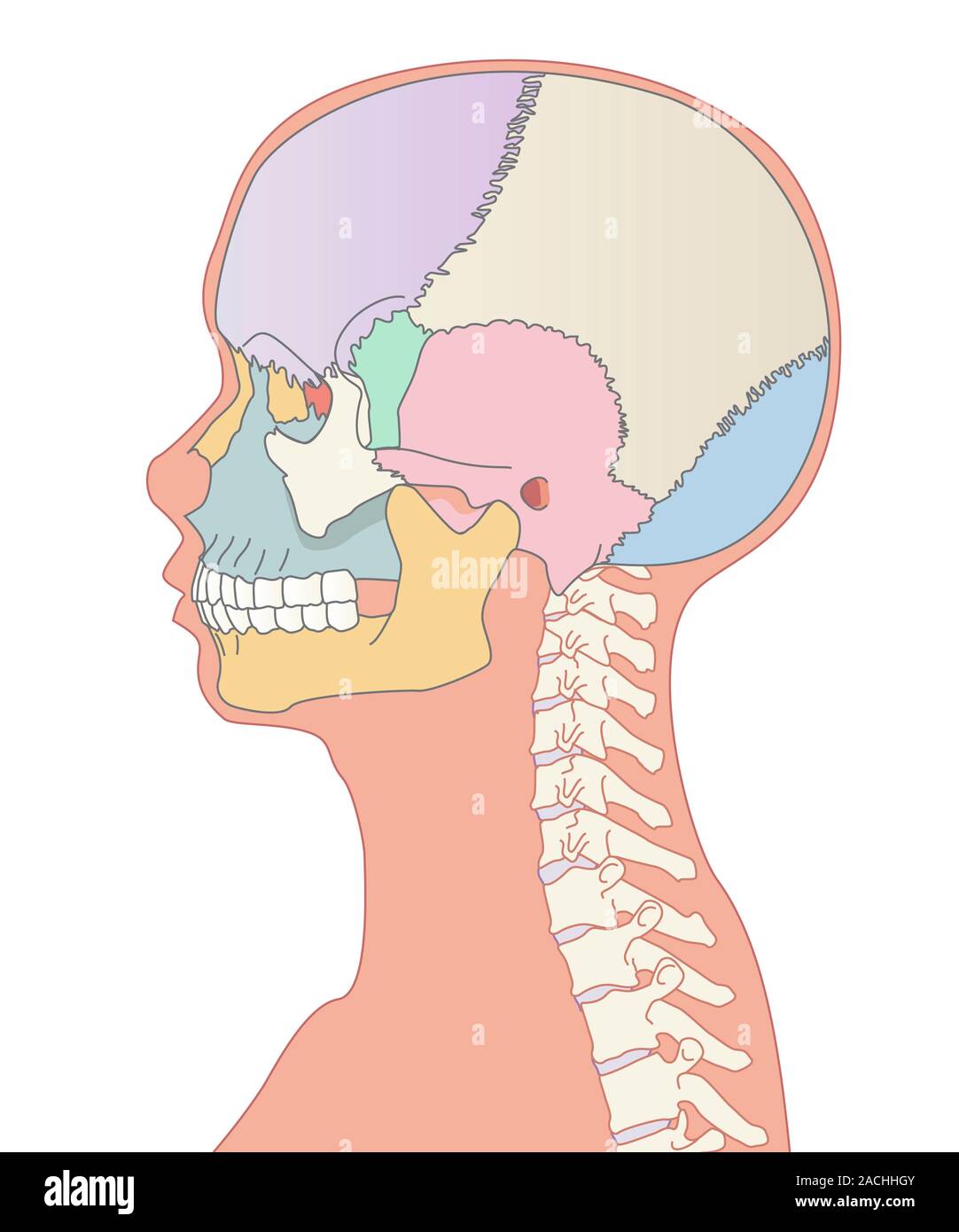 Skull bones. Computer artwork showing the major bones of the human ...