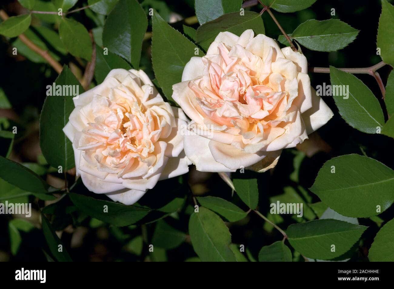 Rose (Rosa 'Reve d'Or') flowers in summer Stock Photo - Alamy