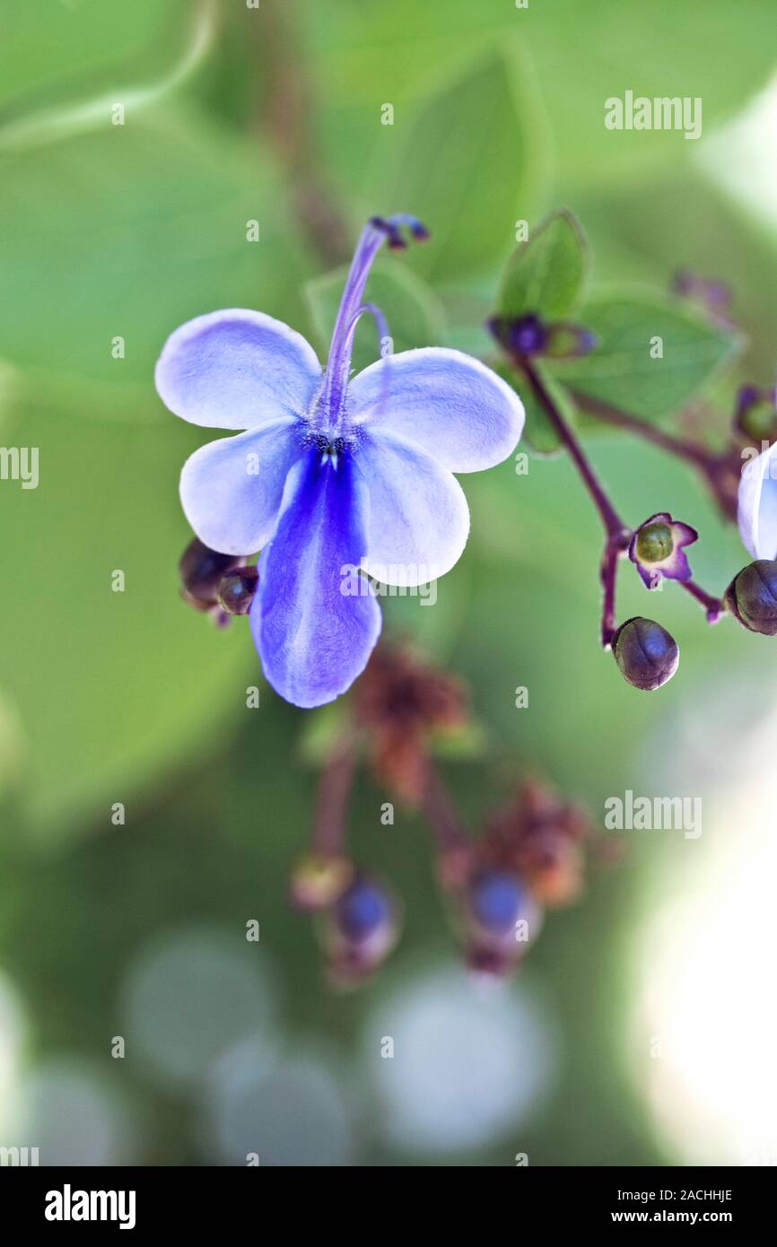 Blue Glory Flower (Clerodendrum myricoides 'Ugandense'), photographed ...