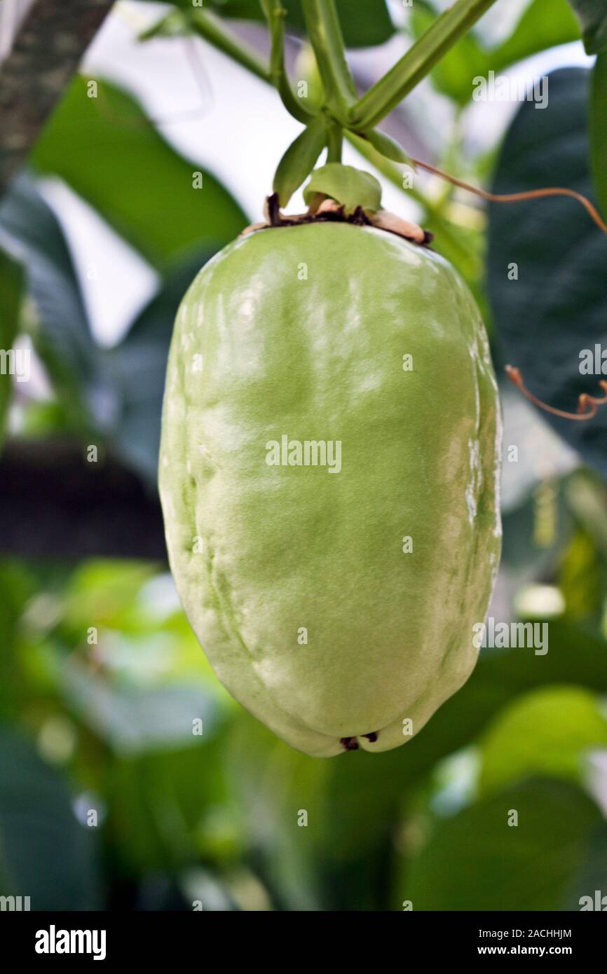 Giant Granadilla (Passiflora quardrangularis) fruit, photographed in ...