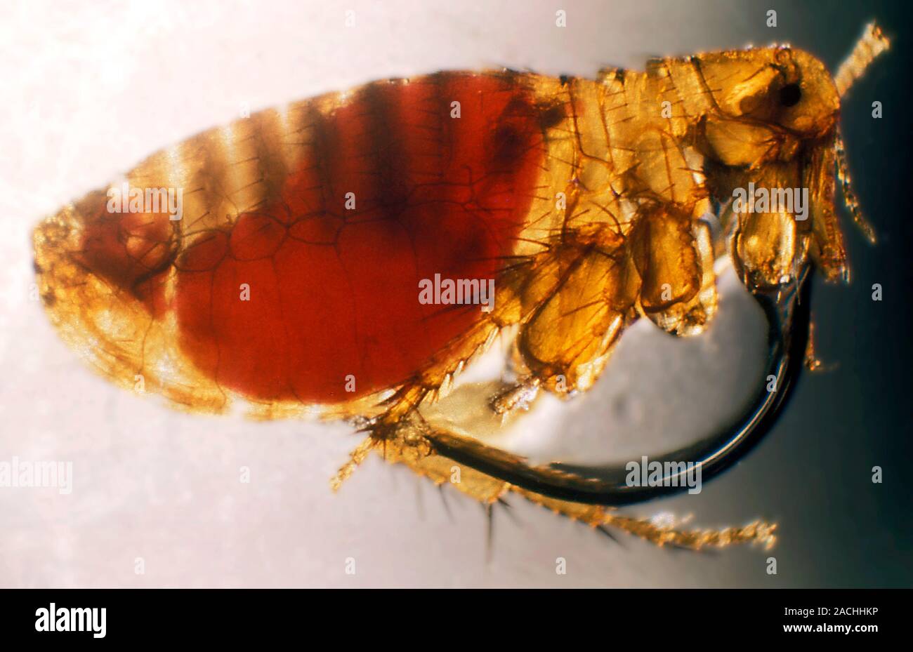 Plague infected oriental rat flea (Xenopsylla cheopis) engorged with ...