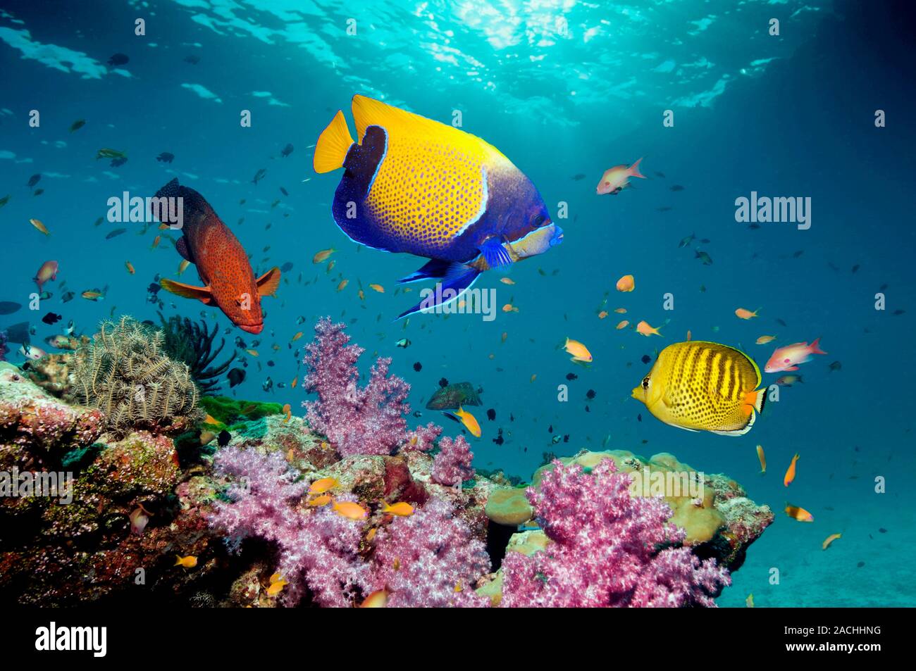 Tropical reef fish. Blue-girdled angelfish (Pomacanthus navarchus ...