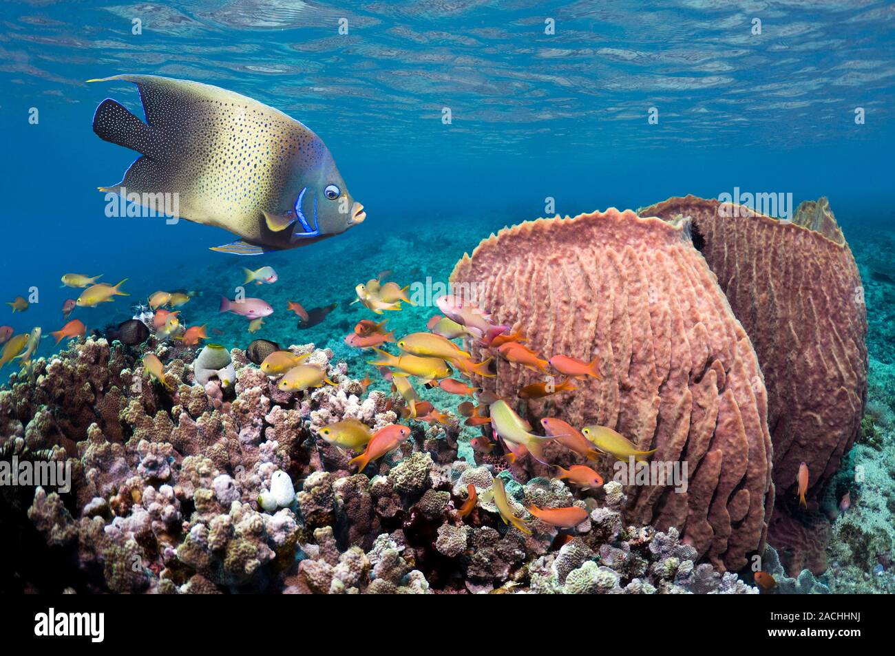 Semicircle angelfish (Pomacanthus semicirculatus) on a tropical reef ...