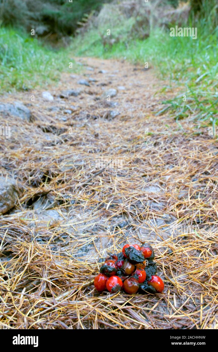 Pine marten droppings. These droppings (faeces) on a forest path were ...