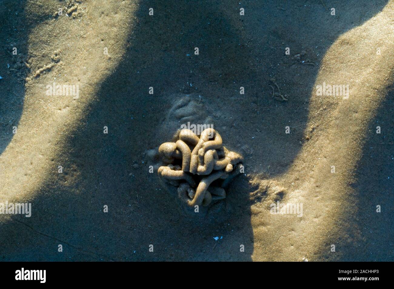 Lugworm casts. The lugworm (Arenicola marina) is a marine worm that ...