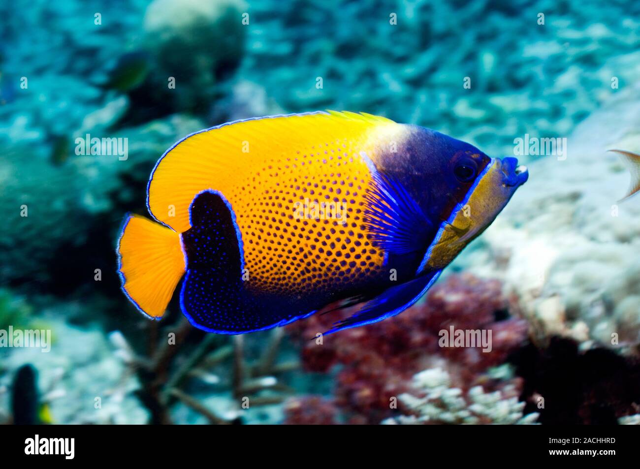 Blue-girdled angelfish (Pomacanthus navarchus, centre) on a coral reef ...