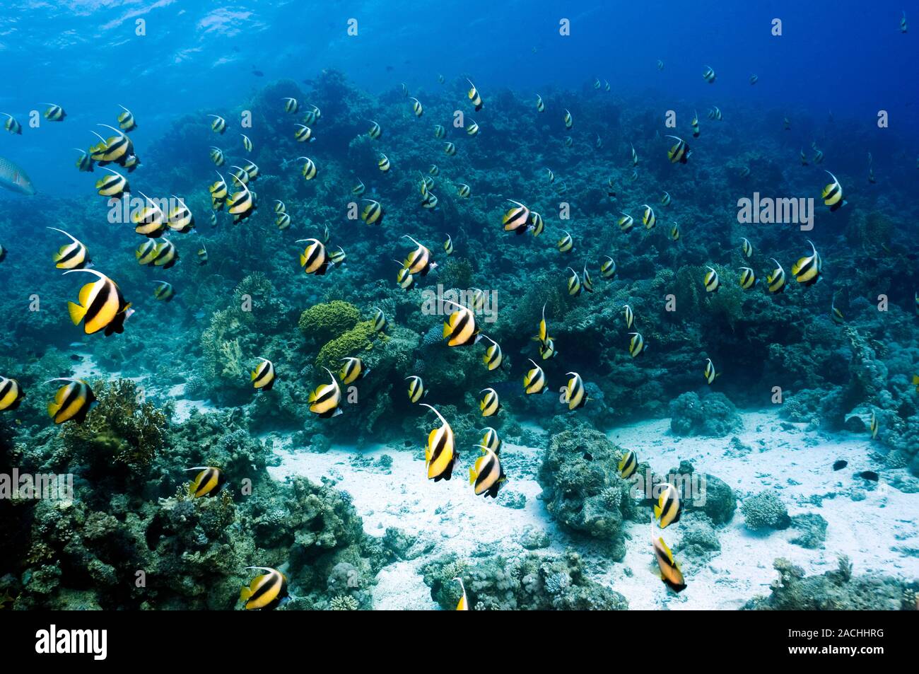 Red Sea bannerfish (Heniochus intermedius). This fish inhabits coral ...