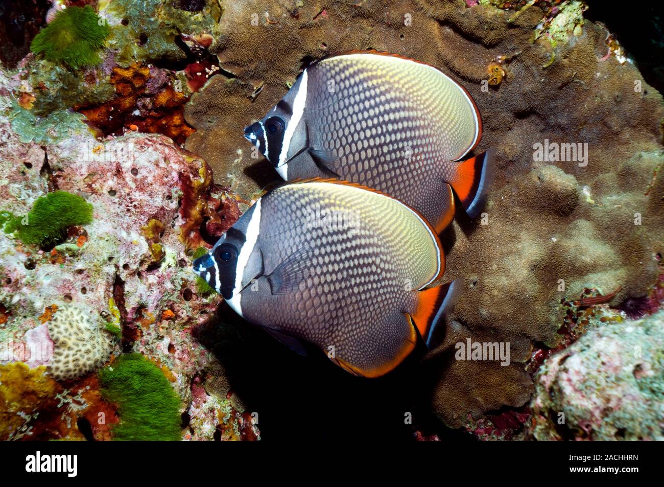 Redtail butterflyfish (Chaetodon collare) on a reef. Photographed in ...