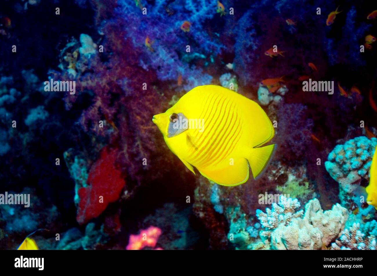 Golden butterflyfish (Chaetodon semilarvatus) on a reef. Photographed ...