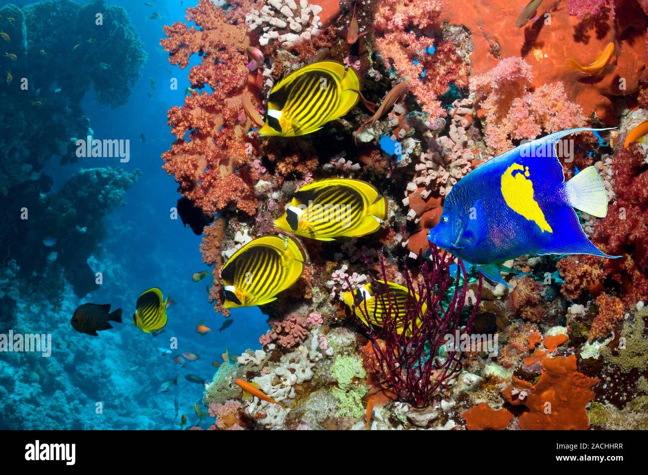 Tropical reef fish. Yellowbar angelfish (Pomacanthus maculosus, blue ...
